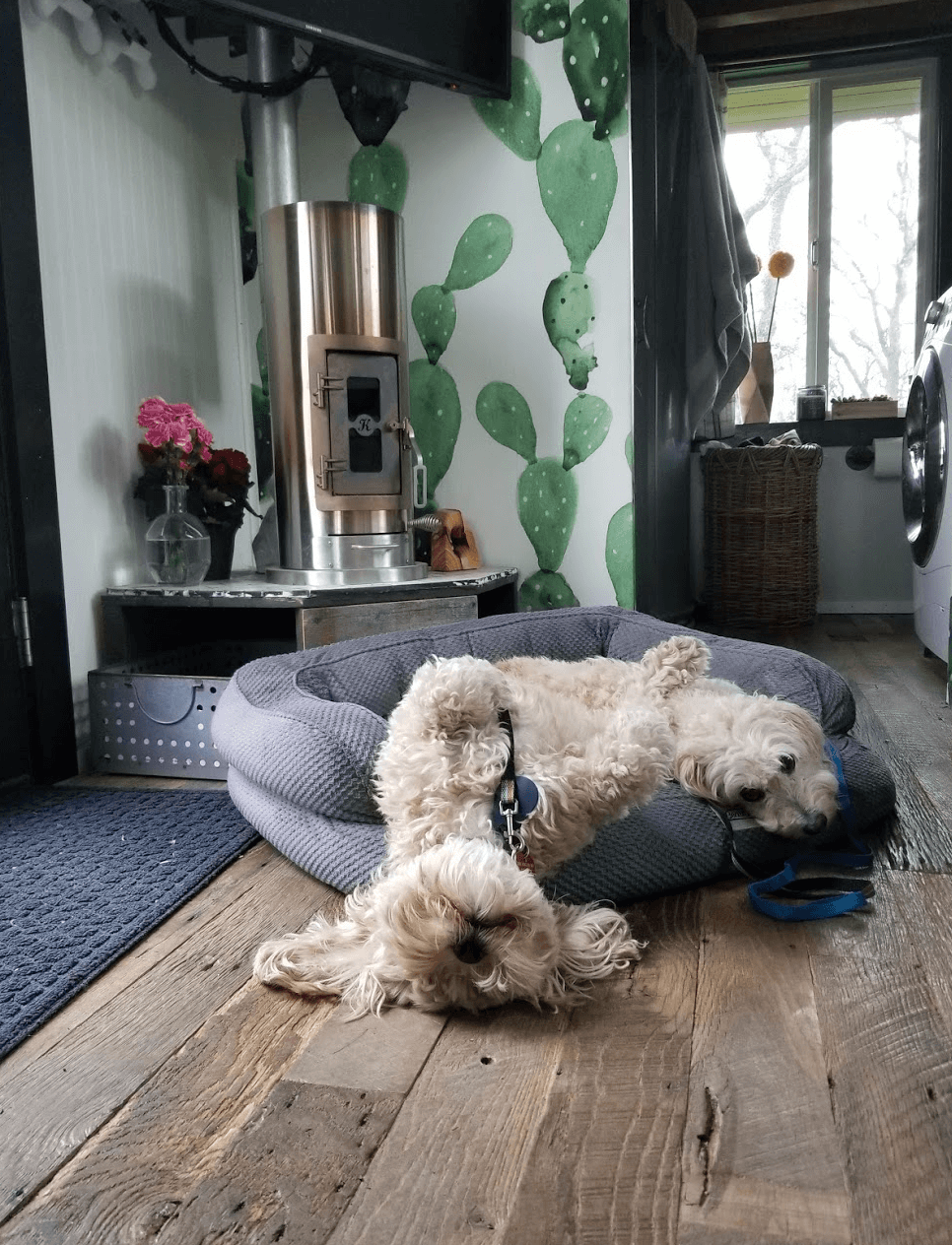 Living with Pets in a Tiny House | Tiny House Basics